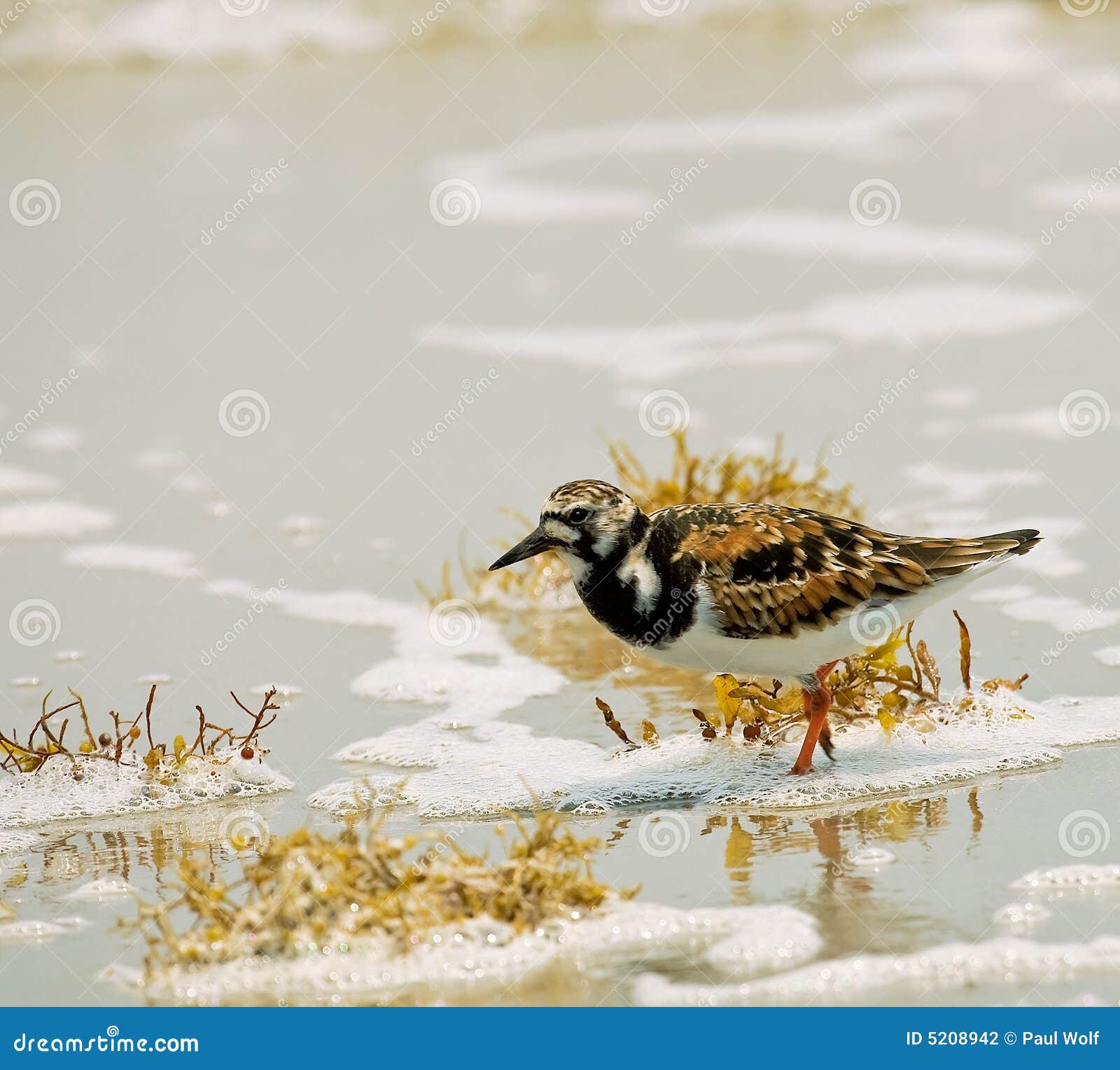 Turnstone rubicundo foto de archivo. Imagen de vuelvepiedras - 5208942