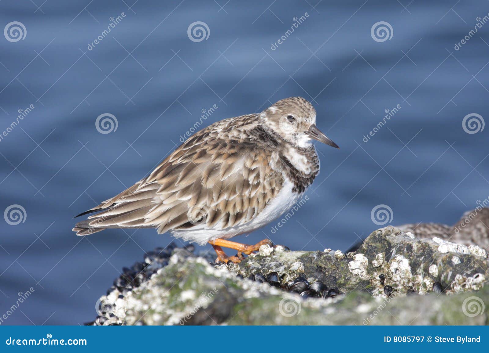 Turnstone rubicundo imagen de archivo. Imagen de océano - 8085797