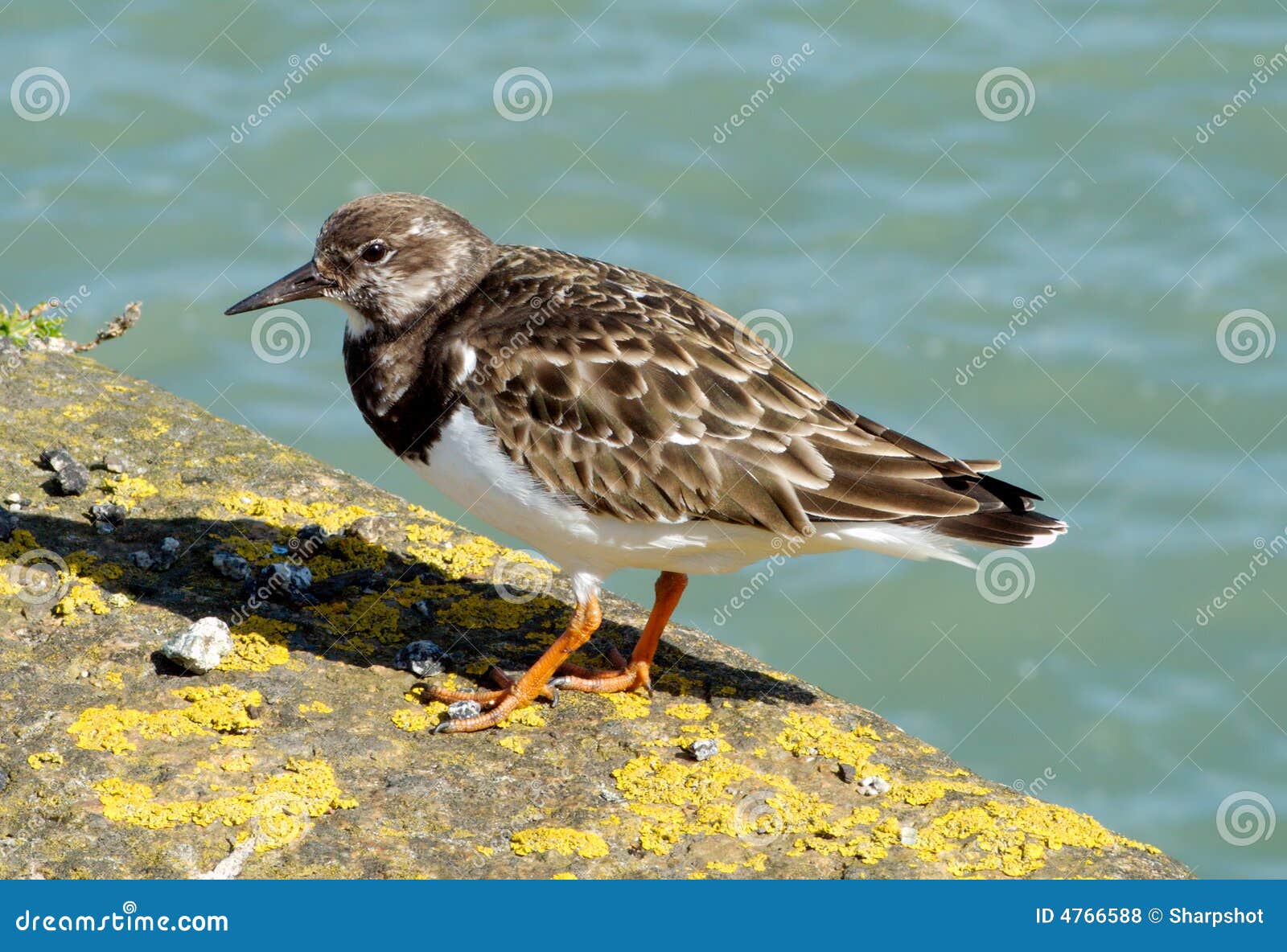 Turnstone Rubicundo En Cornualles Reino Unido. Foto de archivo - Imagen ...
