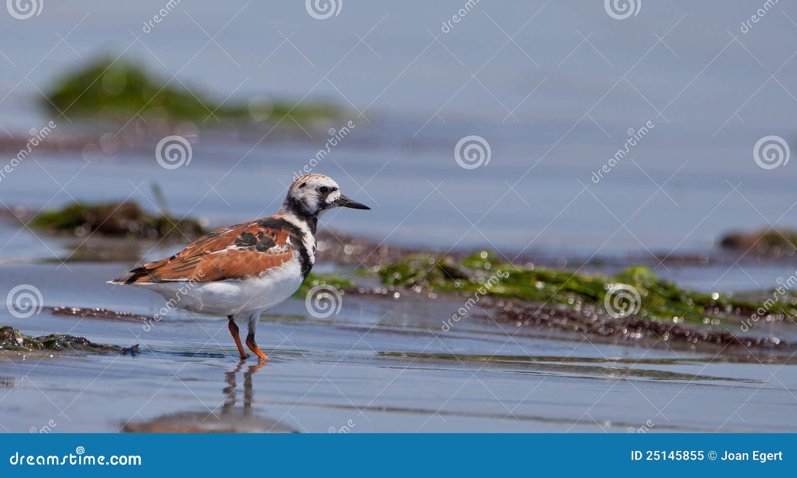 Turnstone Rubicundo En La Orilla Imagen de archivo - Imagen de salvaje ...