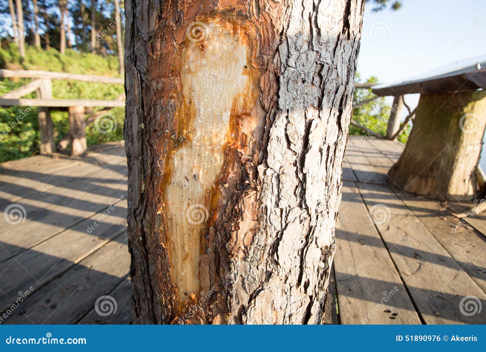 Turpentine stock photo. Image of brown, growth, thailand - 51890976