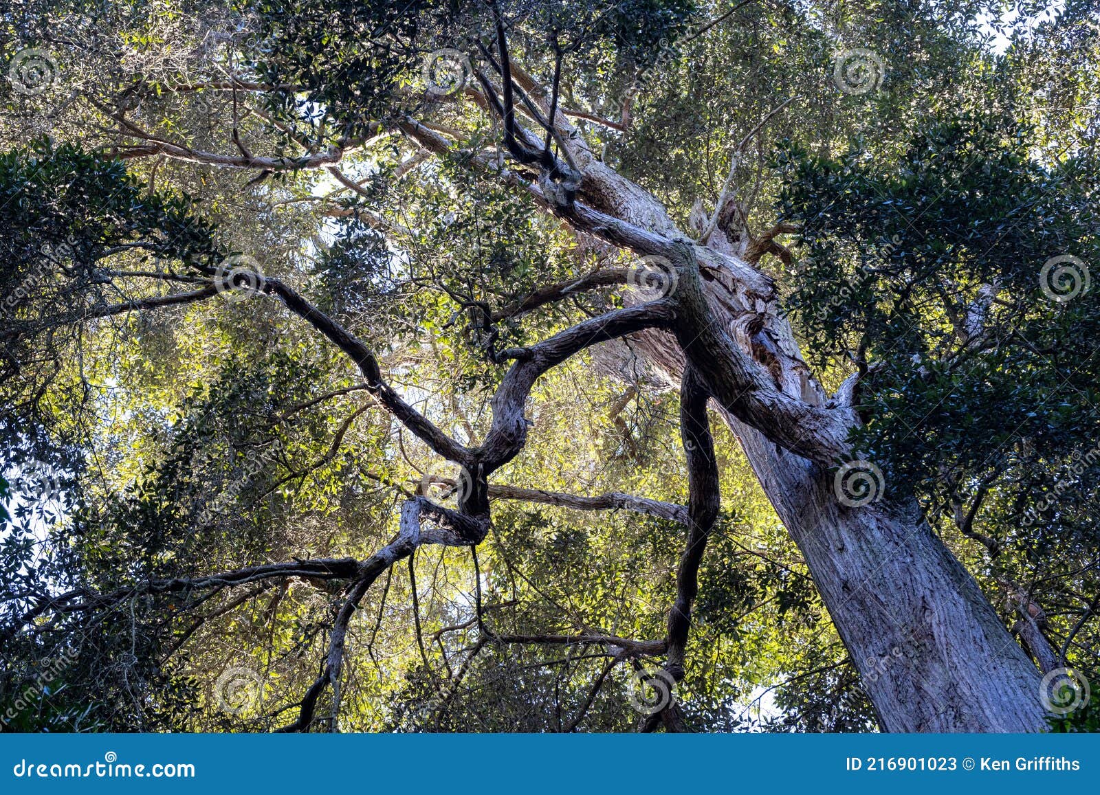 Turpentine Tree stock image. Image of turpentine, syncarpia - 216901023