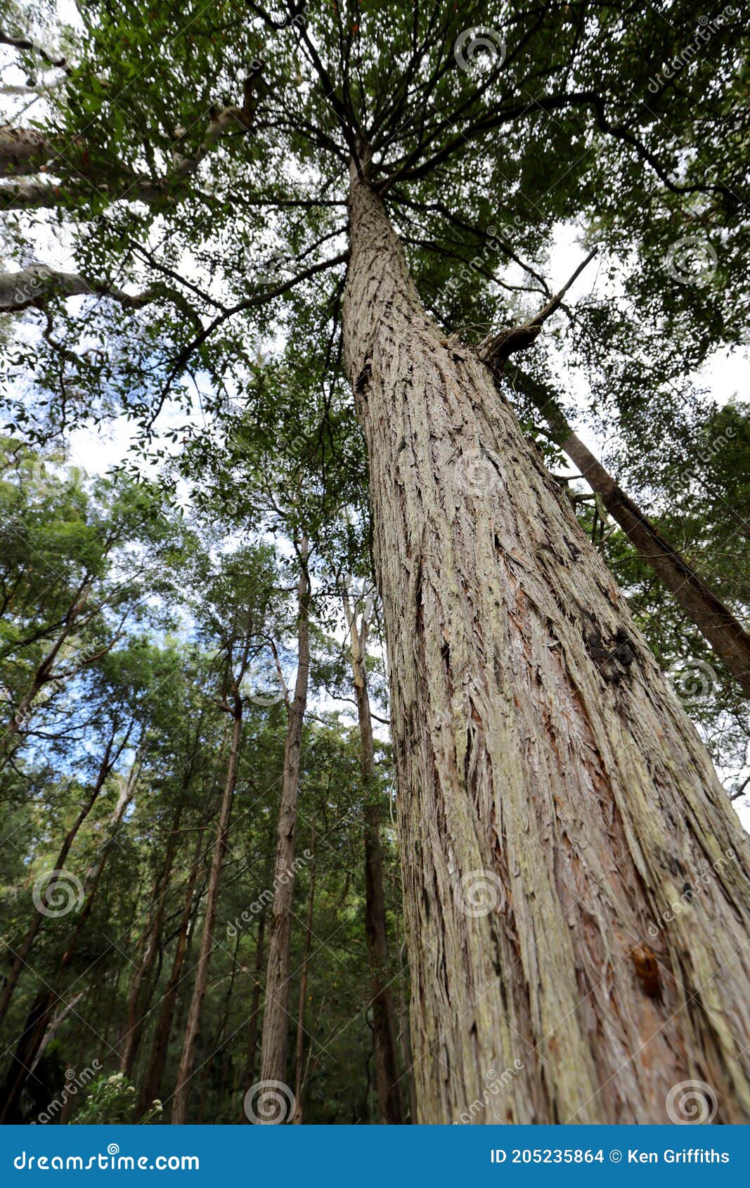 Turpentine Tree stock photo. Image of plant, turpentine - 205235864