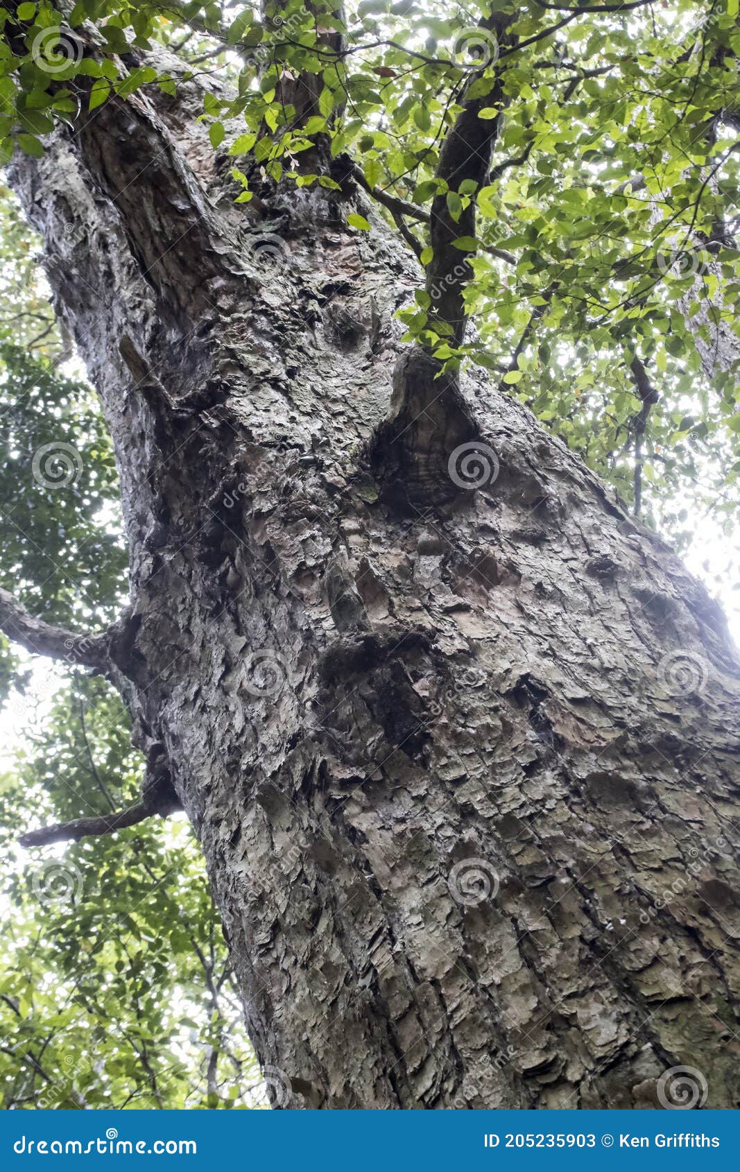 Turpentine Tree stock image. Image of rainforest, tree - 205235903