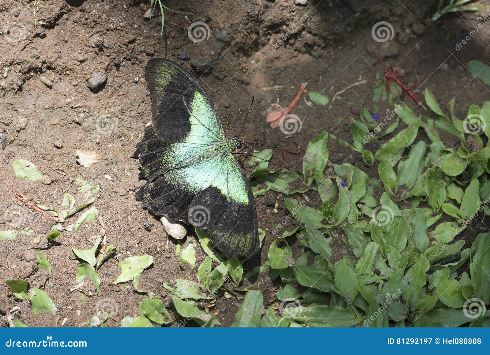 Turquoise butterfly stock image. Image of details, natural - 81292197