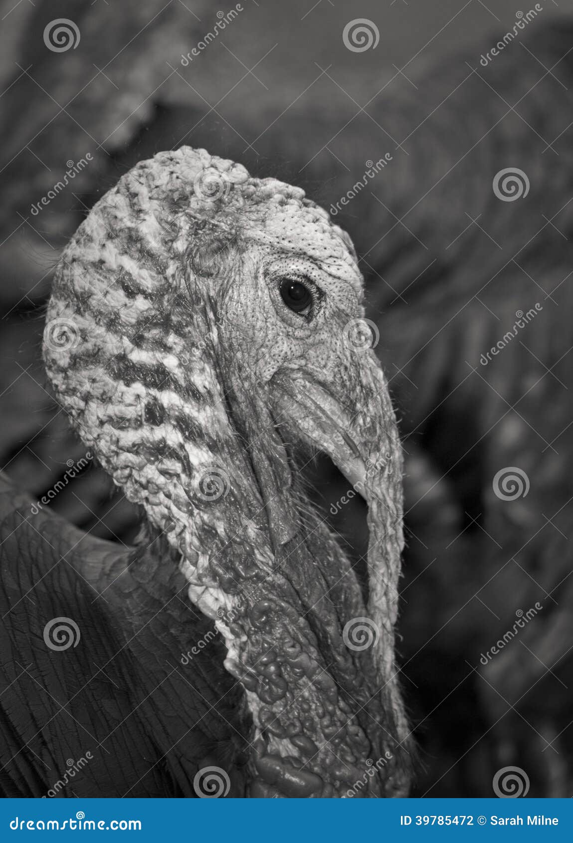 Turquía foto de archivo. Imagen de plumas, pavo, fauna - 39785472