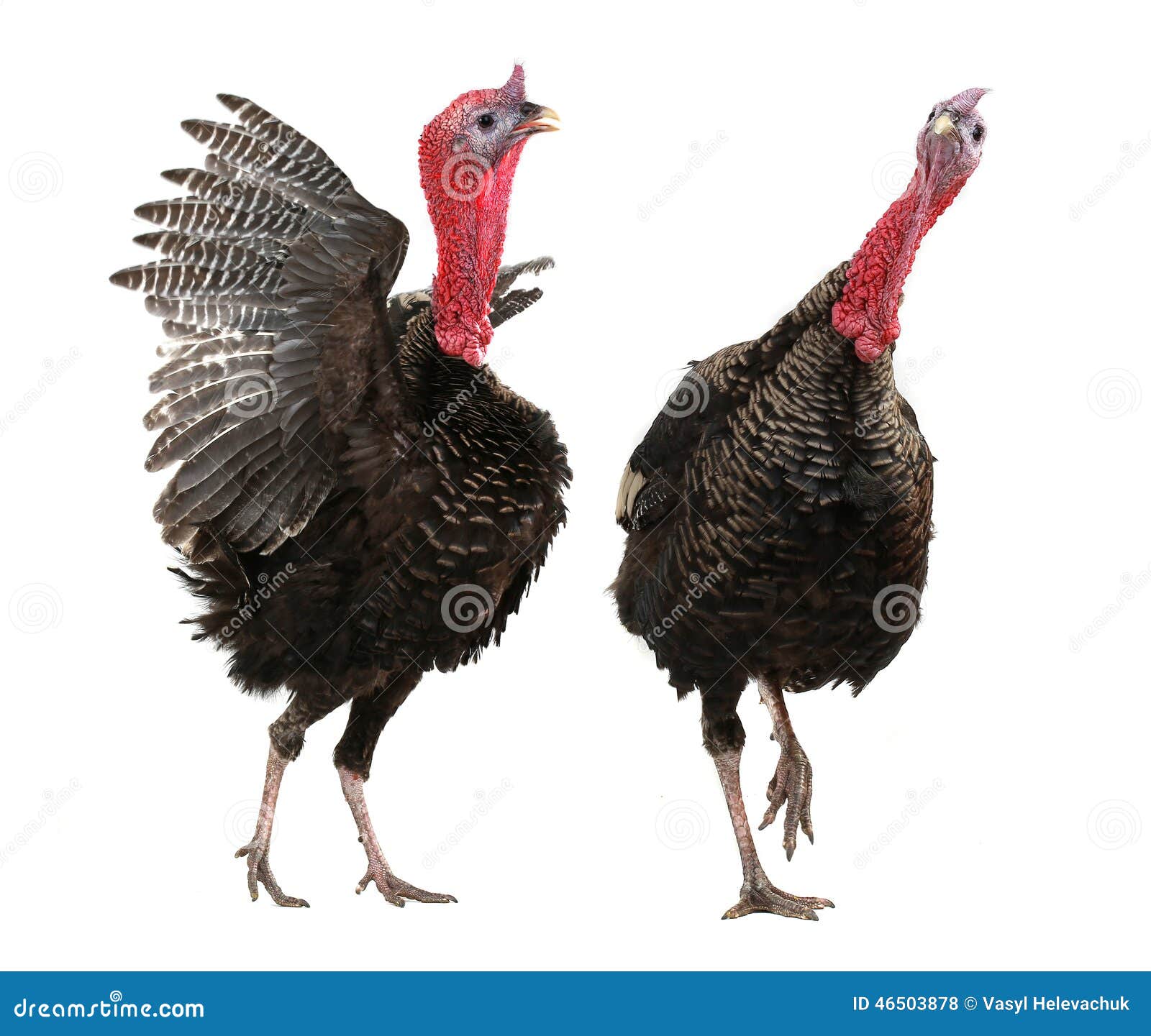 Turquía foto de archivo. Imagen de fauna, animales, plumas - 46503878