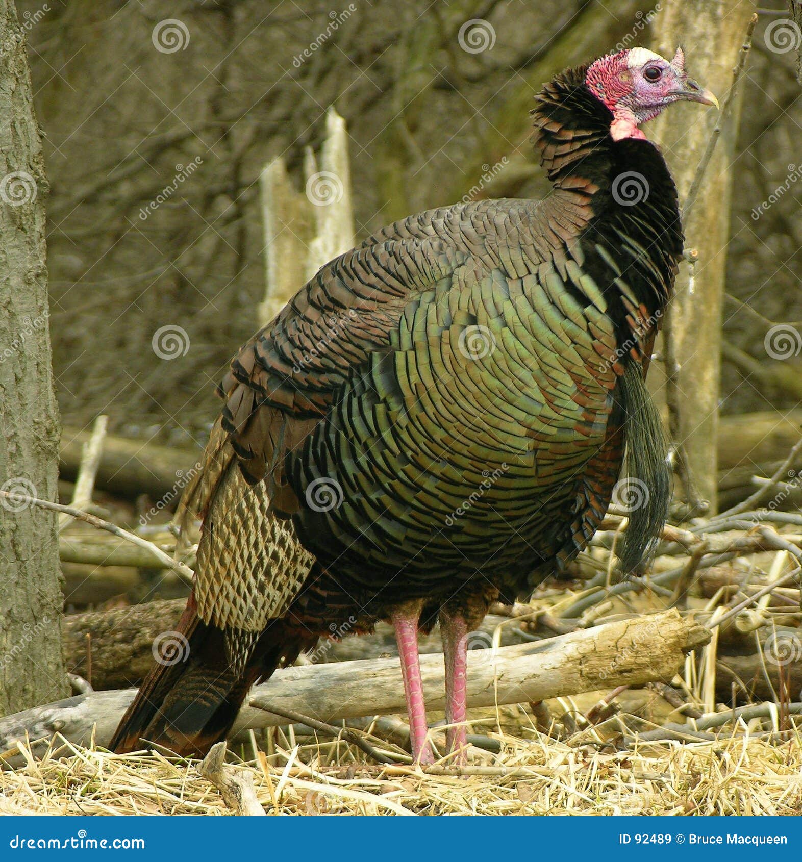 Turquía salvaje imagen de archivo. Imagen de fauna, pico - 92489