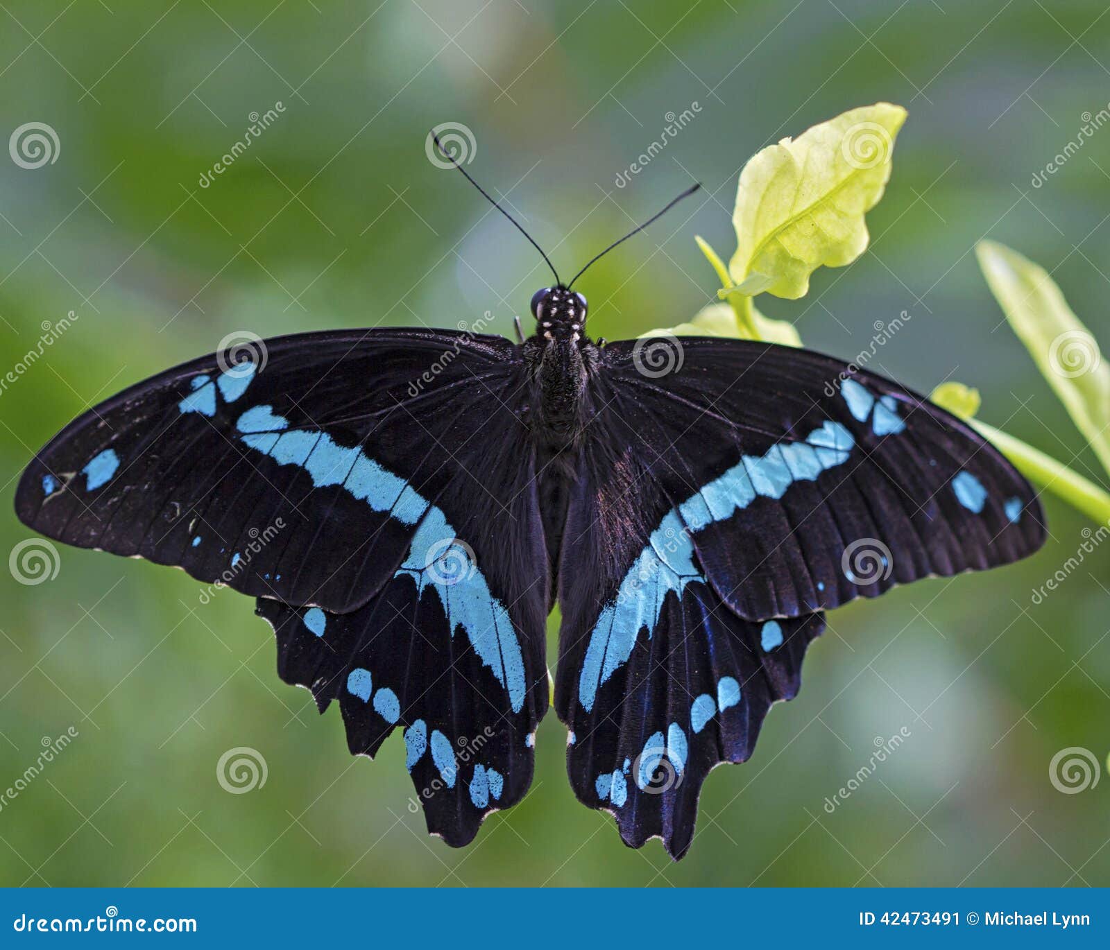 Turquesa Azul Y Mariposa Negra Imagen de archivo - Imagen de ojos, rosa ...