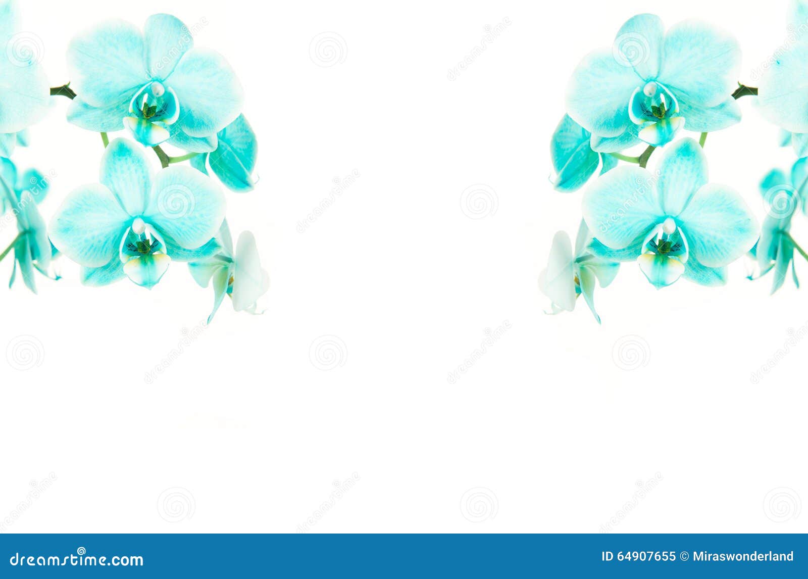 Turquesa de las orquídeas imagen de archivo. Imagen de rosa - 64907655