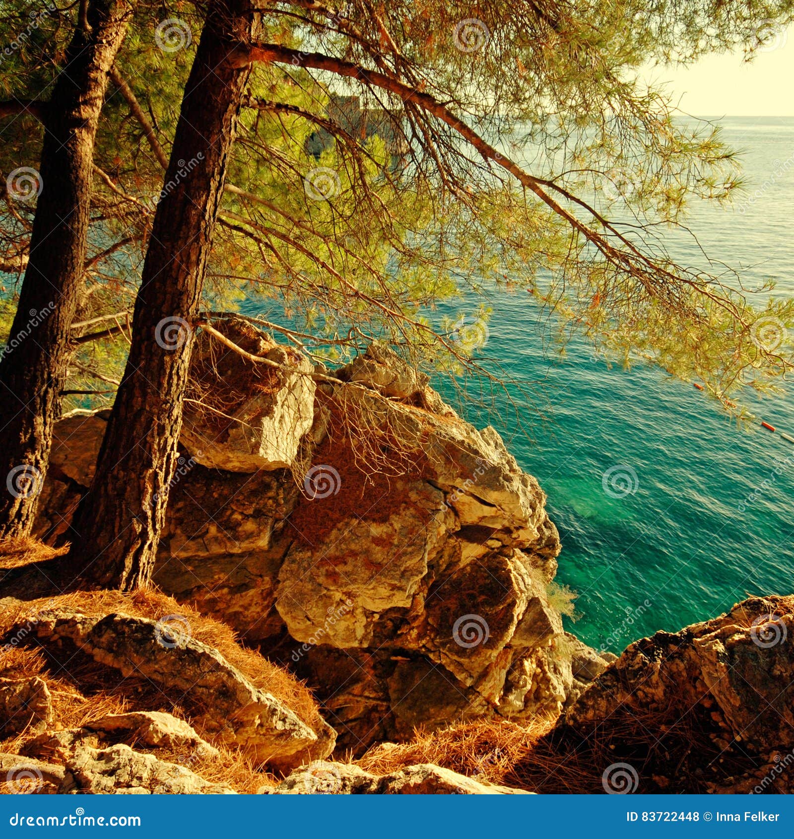 Turquoise Adriatic Sea and Pine Tree,Croatia Stock Photo - Image of ...