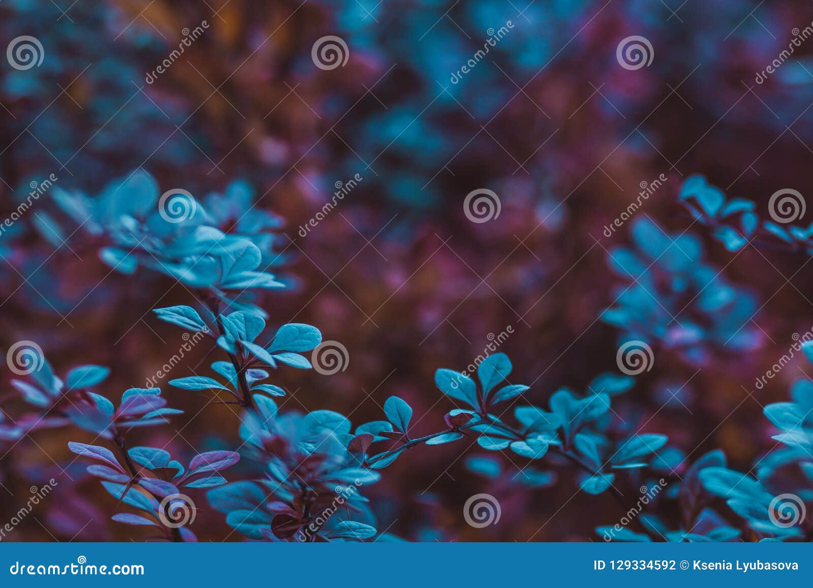 Blue and Turquoise Barberry Bushes Stock Photo - Image of bush, fresh ...