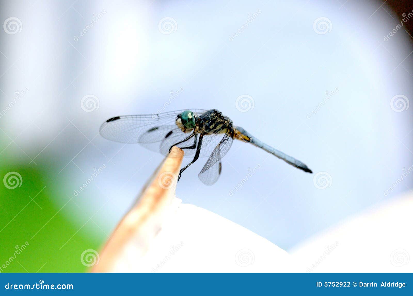 Turquoise Blue Dragonfly stock photo. Image of perched - 5752922
