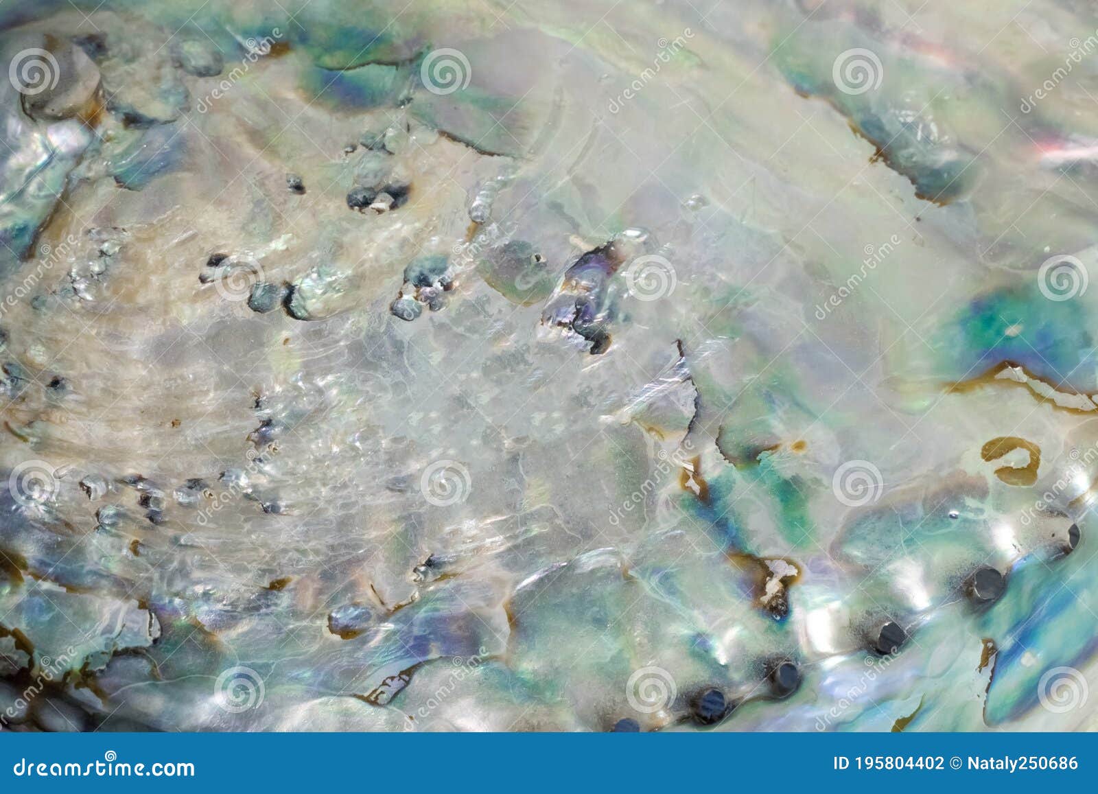 Turquoise Blue Seashell Macro Pattern Stock Photo - Image of blue ...