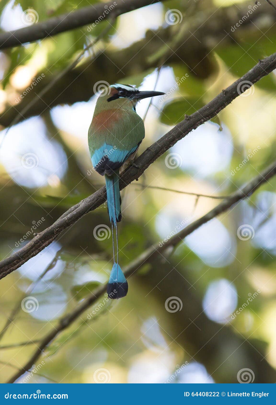 Turquoise-browed Motmot stock photo. Image of motmot - 64408222