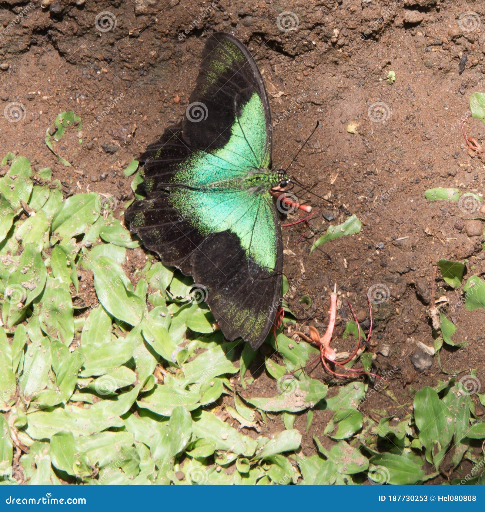 Turquoise and Black Butterfly, Seen in Bali, Asia Stock Image - Image ...