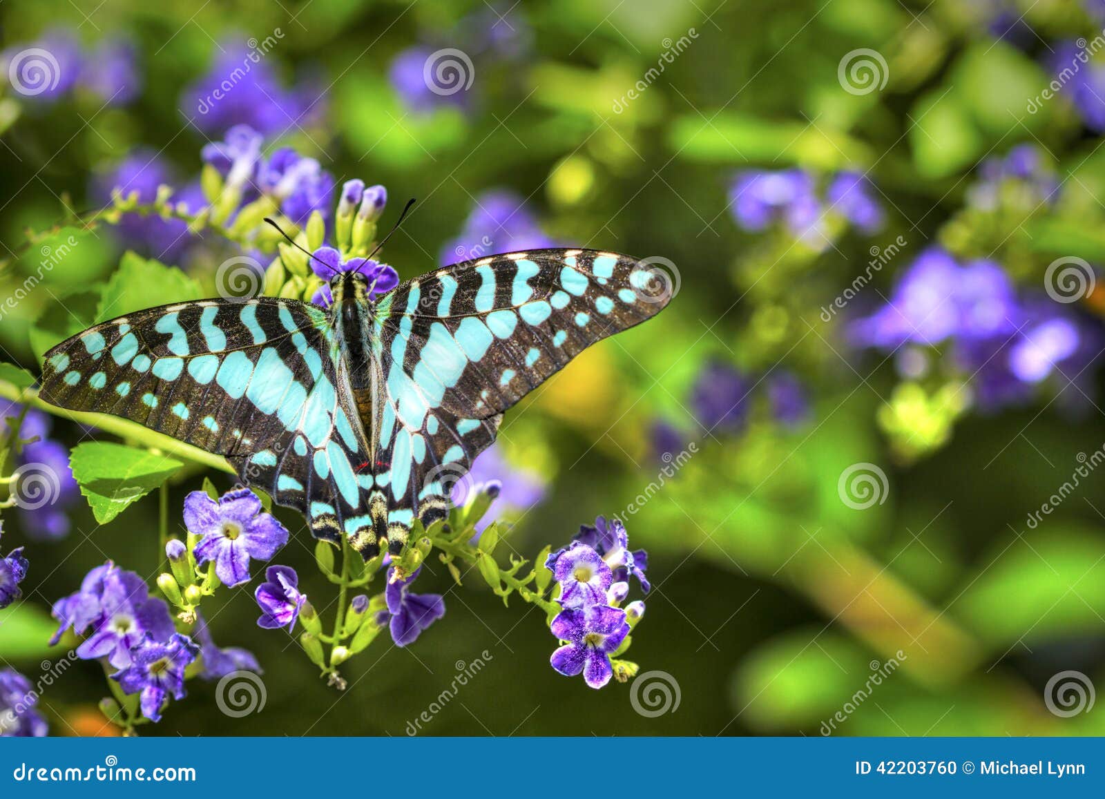 Turquoise Butterfly stock photo. Image of green, blue - 42203760