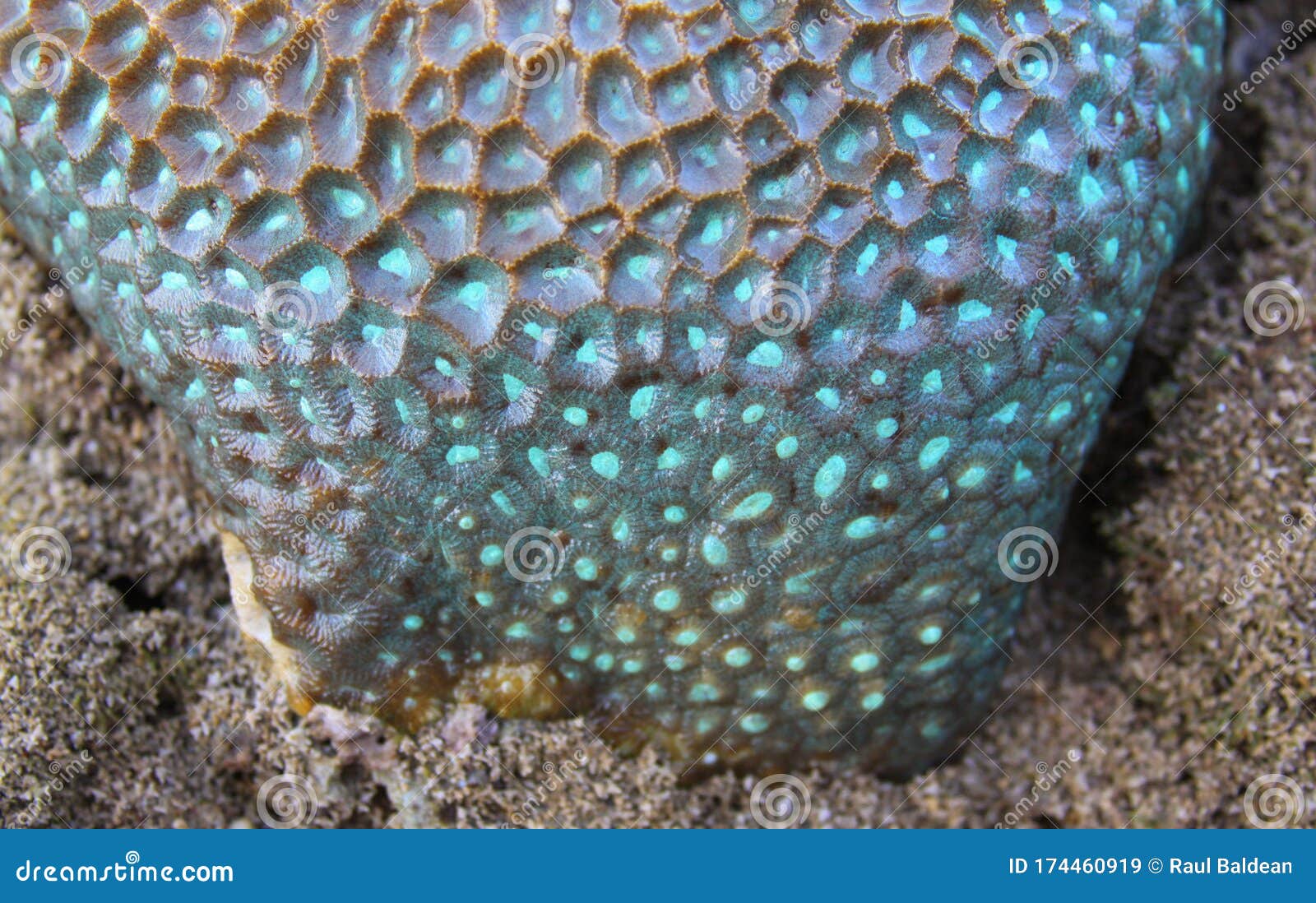 Turquoise Color and Complex Structure of Pineapple Brain Coral 01 Stock ...