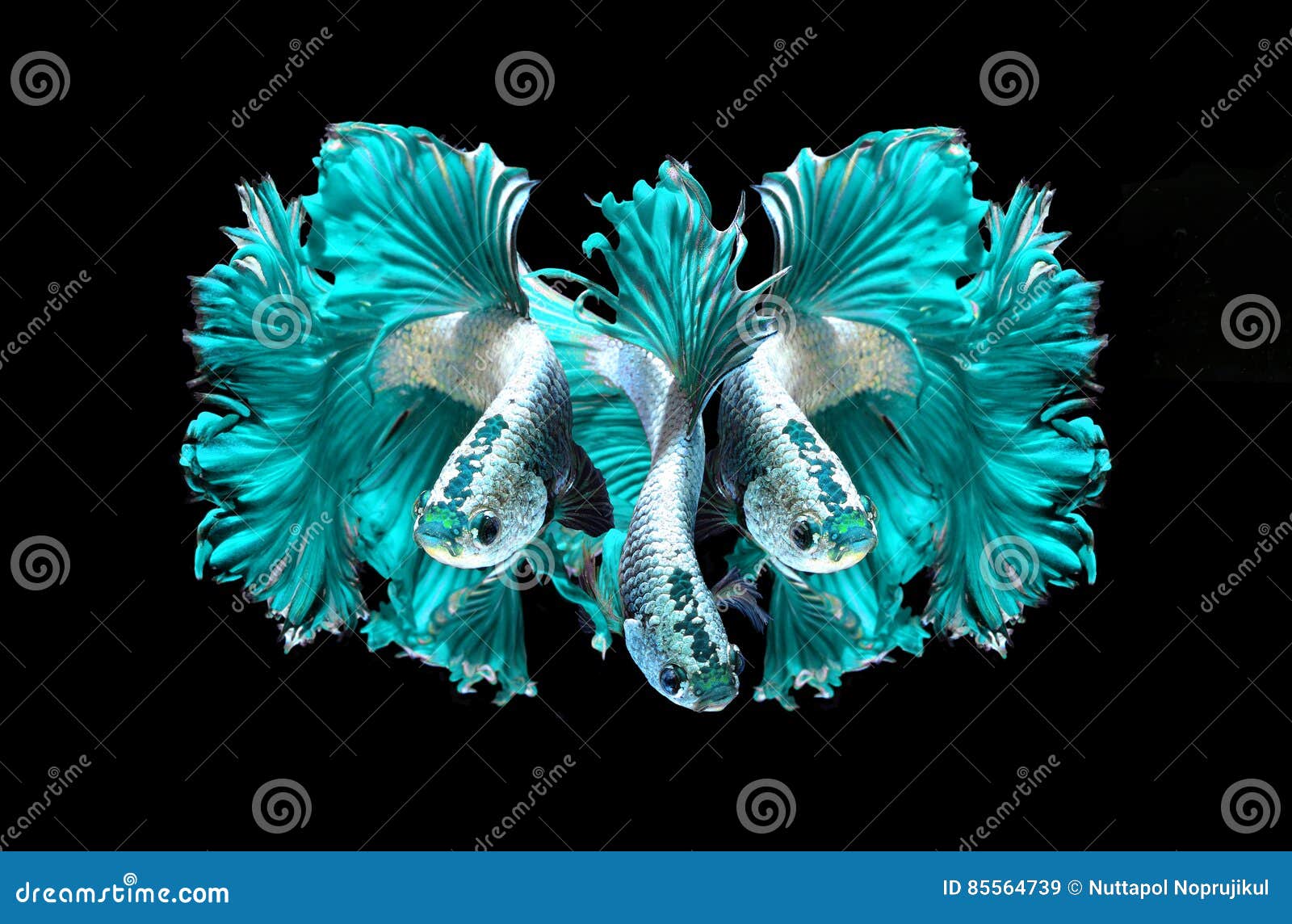 Turquoise Dragon Siamese Fighting Fish, Betta Fish Isolated on B Stock ...