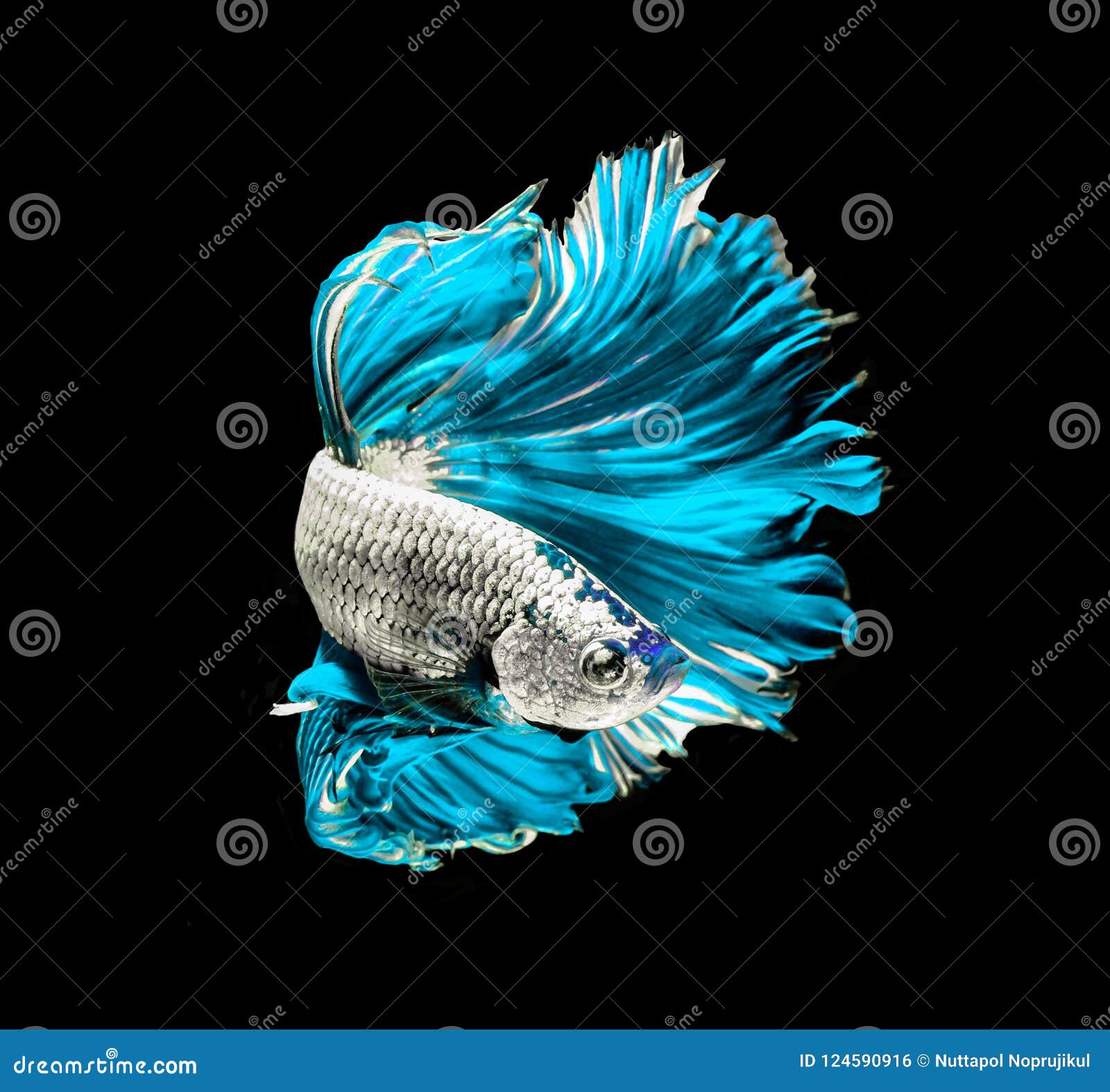 Turquoise Dragon Siamese Fighting Fish, Betta Fish Isolated on B Stock ...