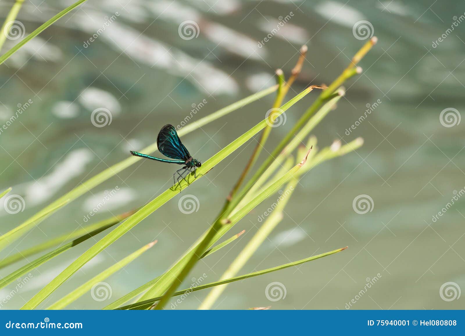 Turquoise Dragonfly, Demoiselle Damselfly, Calopteryx Virgo, Stock ...