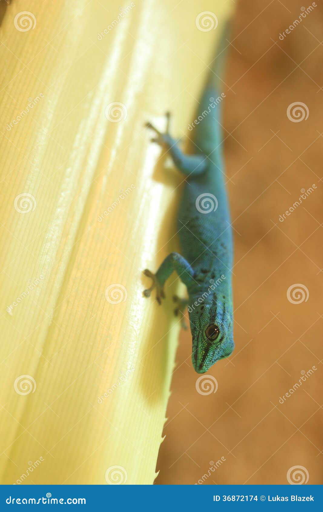 Turquoise dwarf gecko stock photo. Image of dwarf, lygodactylus - 36872174