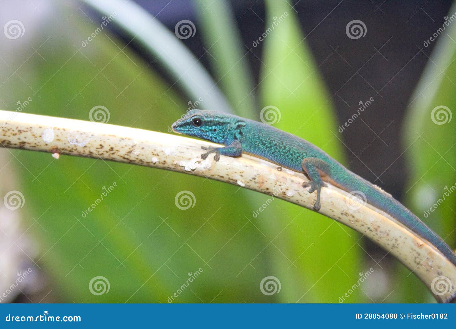 Turquoise Dwarf Gecko (Lygodactylus Williamsi) Stock Photo - Image of ...