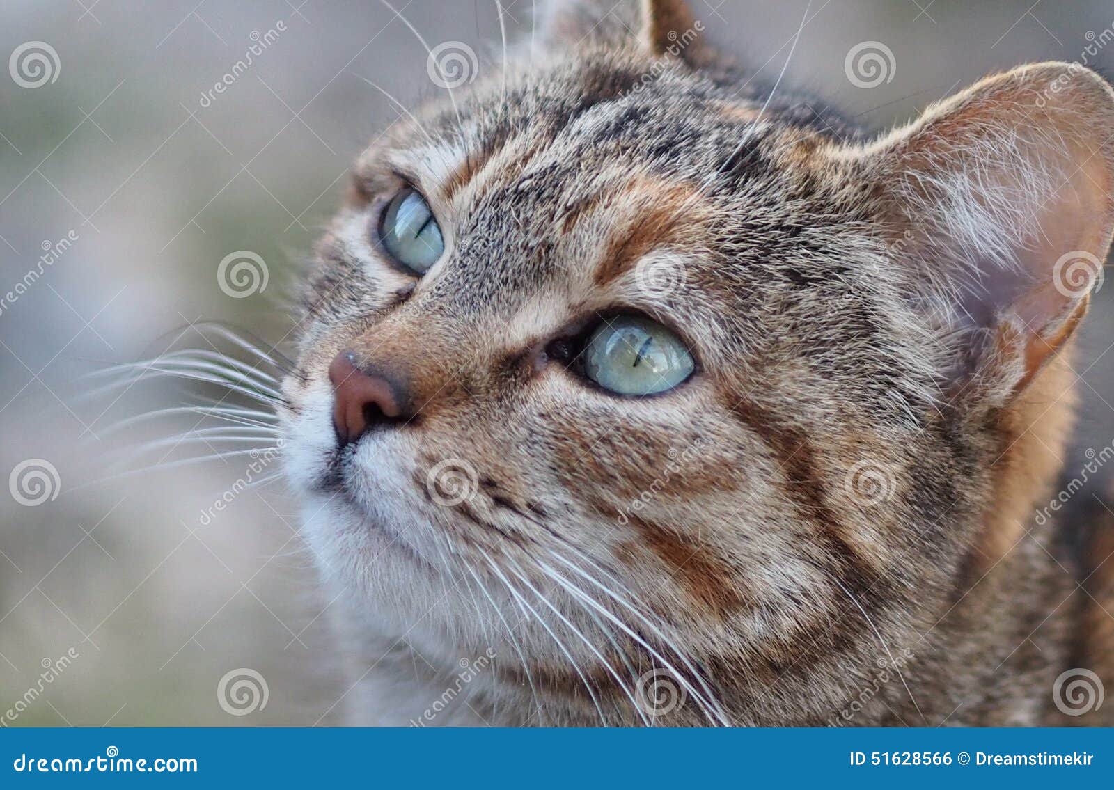 Turquoise eyes stock photo. Image of landscape, green - 51628566