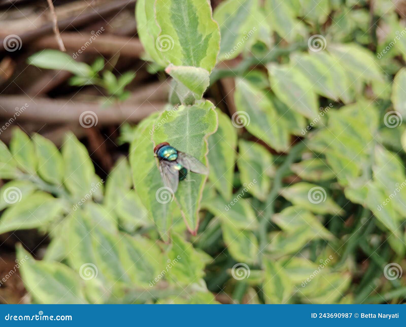 Turquoise Fly with Two Wings Perched on a Leaf Stock Image - Image of ...