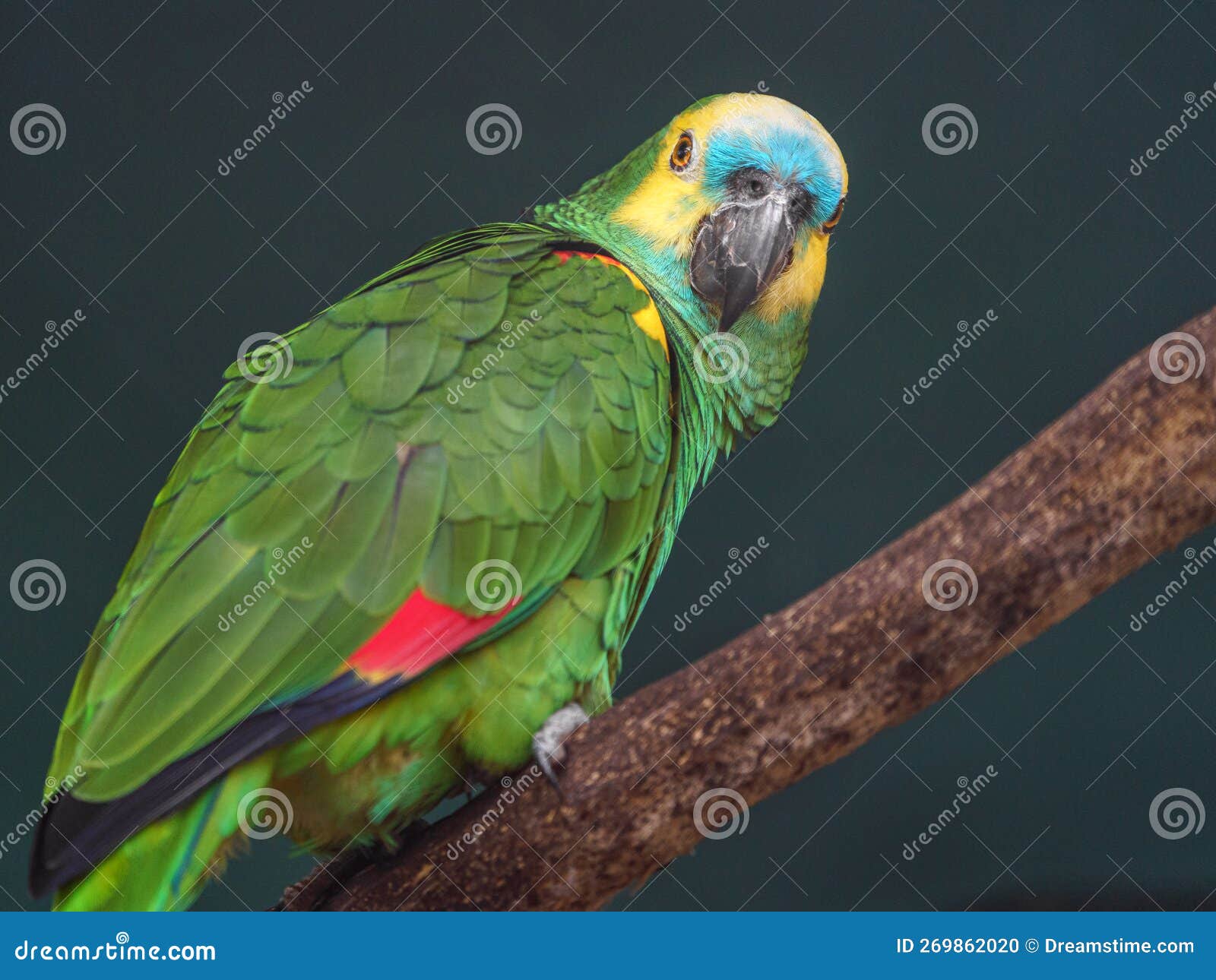 Turquoise-fronted amazon stock photo. Image of colorful - 269862020