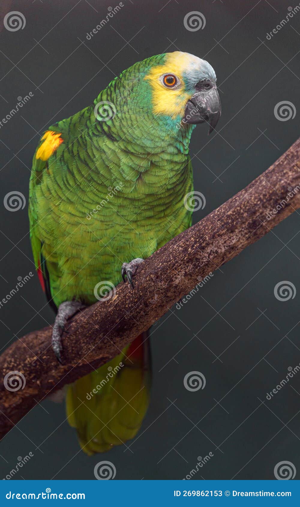 Turquoise-fronted amazon stock image. Image of ararauna - 269862153