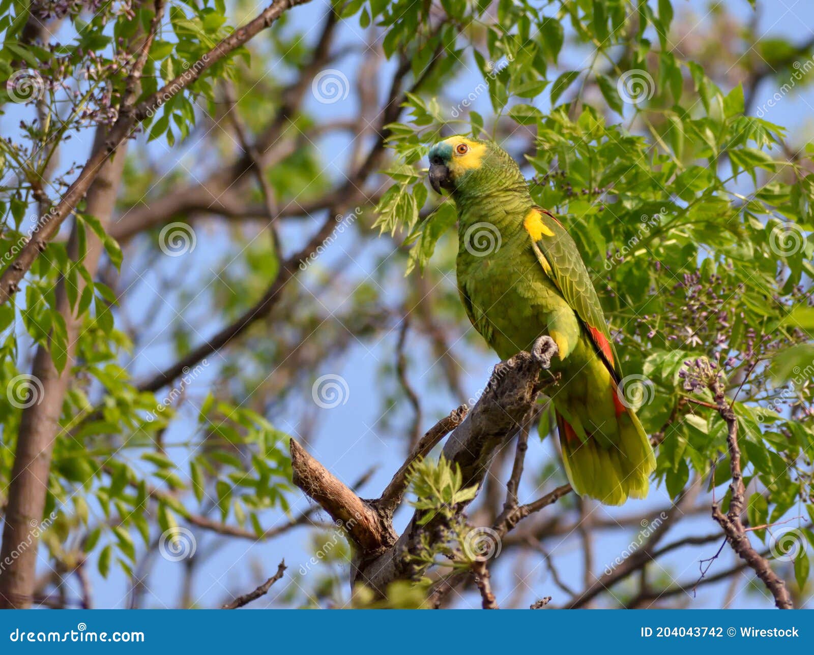 Turquoise-fronted Amazon (Amazona Aestiva) in the Wild Stock Photo ...