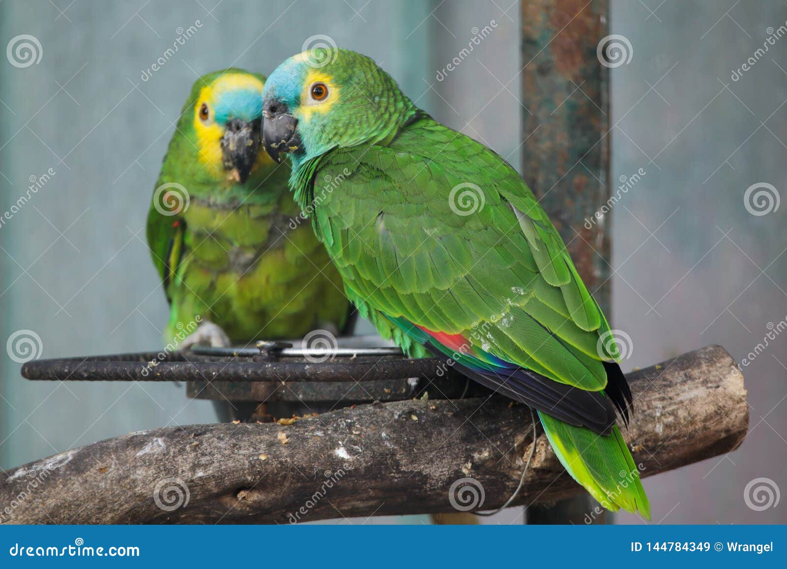 Turquoise-fronted Amazon Amazona Aestiva Stock Image - Image of ...