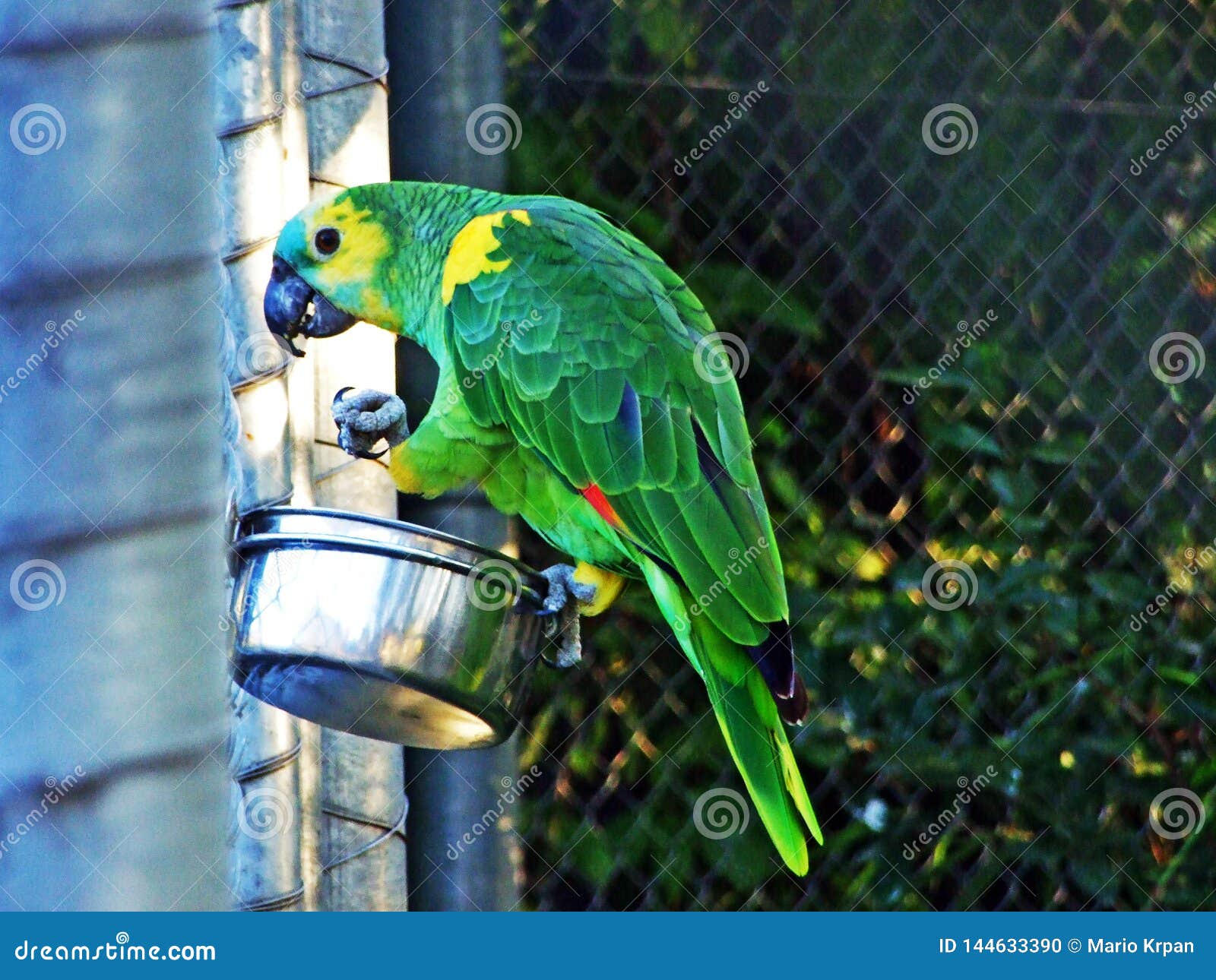 The Turquoise-fronted Amazon Amazona Aestiva the Turquoise-fronted ...