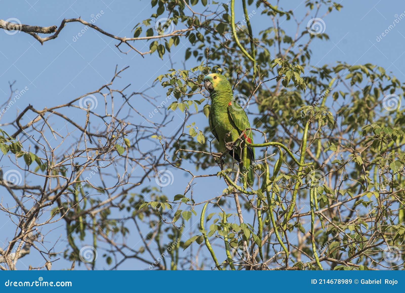 Turquoise fronted Amazon, stock image. Image of nature - 214678989