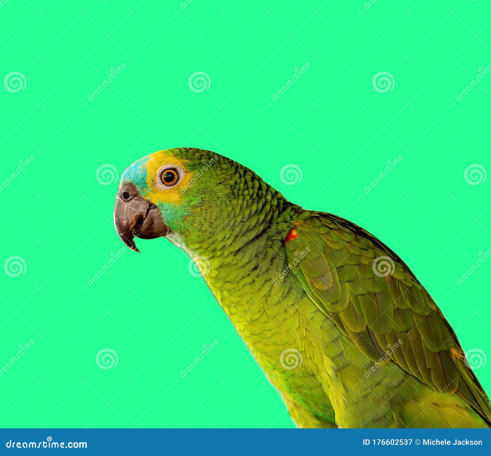 Turquoise-Fronted Amazon Parrot Stock Image - Image of colorful, avian ...