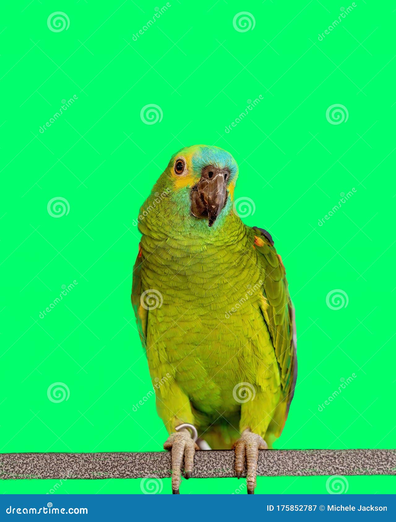 Turquoise-Fronted Amazon Parrot Stock Image - Image of aviary ...