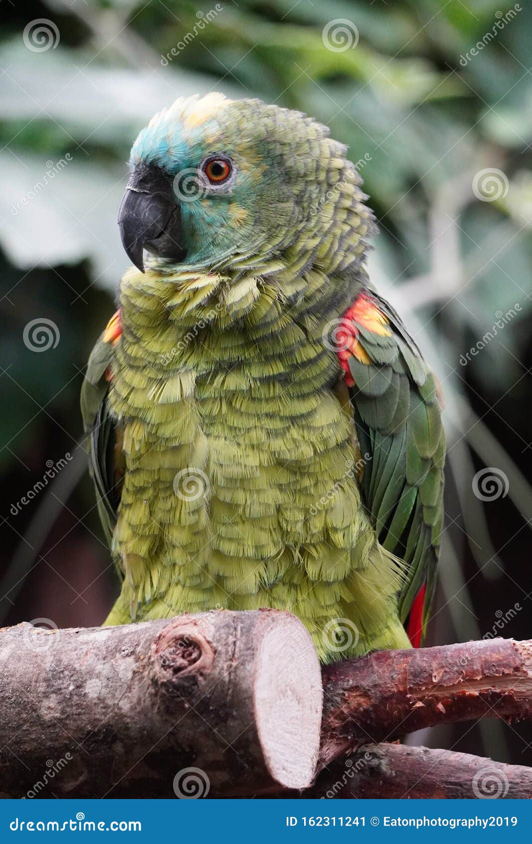 Turquoise Fronted Amazon Parrot Looking Out at the World Stock Image ...