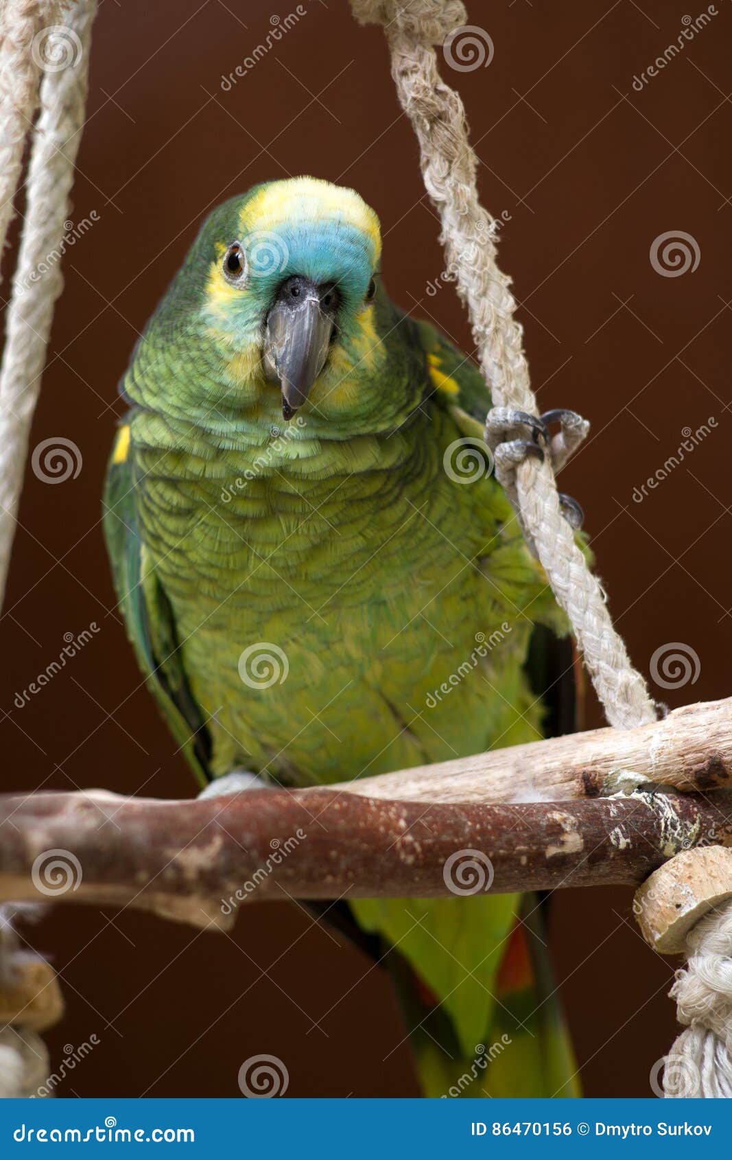 Turquoise fronted parrot stock photo. Image of wild, amazon - 86470156