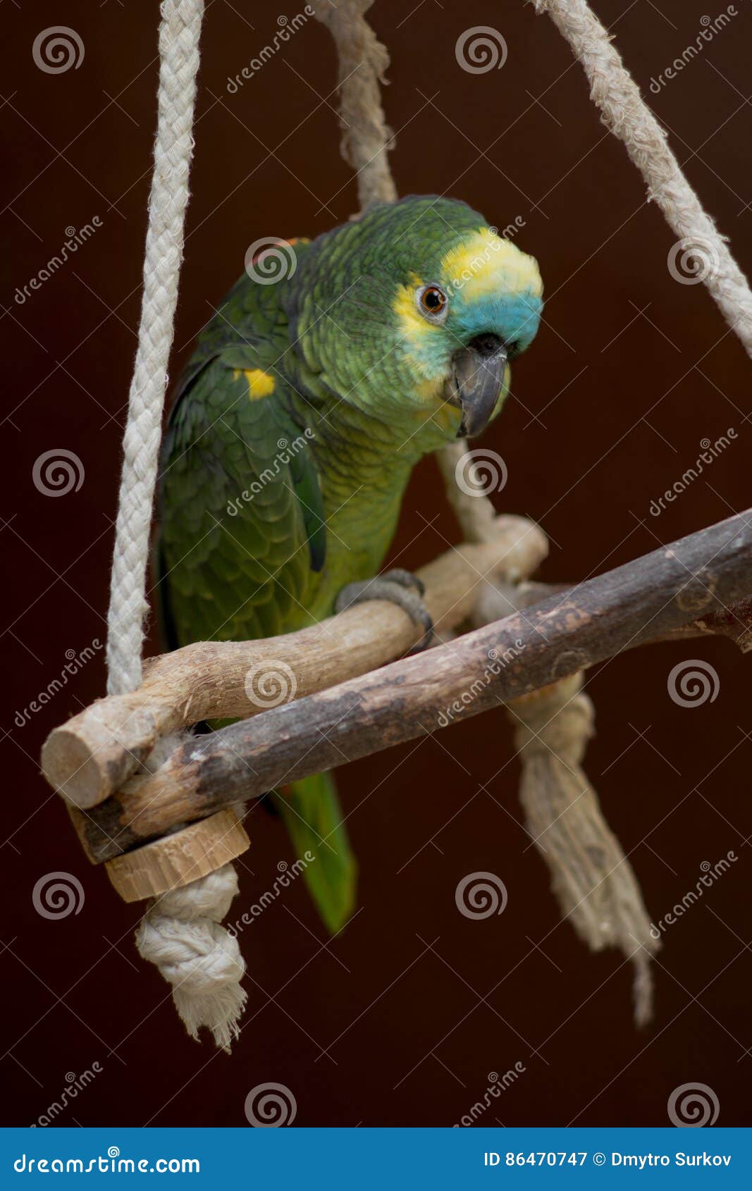 Turquoise fronted parrot stock image. Image of multicoloured - 86470747