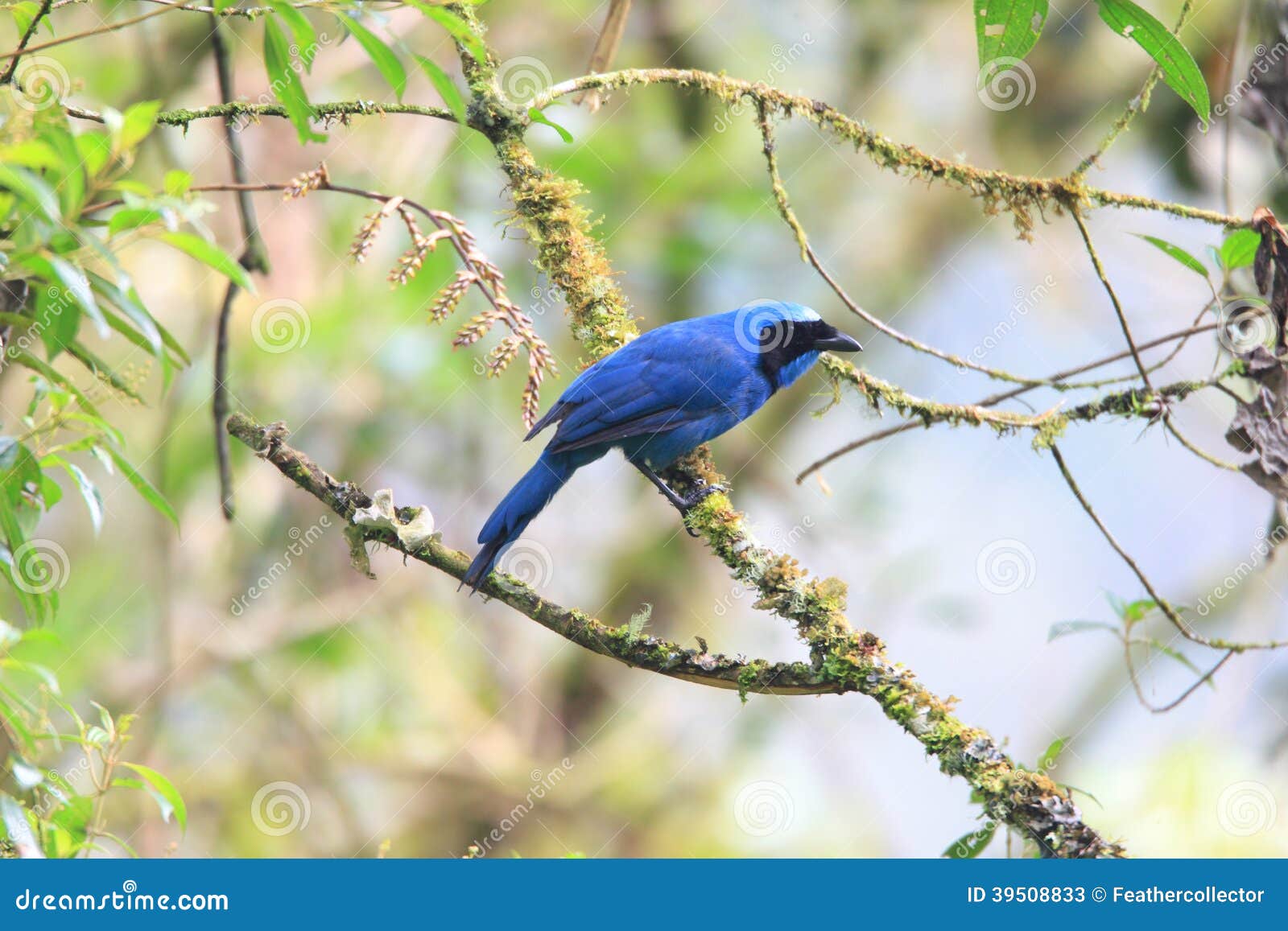 Turquoise Jay stock image. Image of ecuador, edge, forest - 39508833