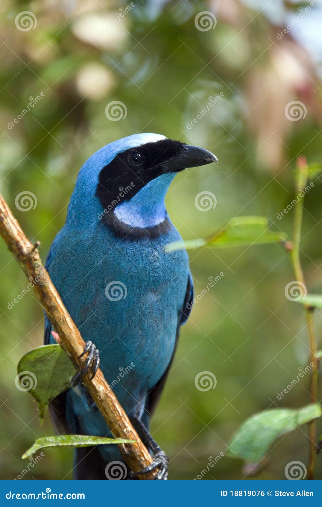 Turquoise Jay - Mindo Cloud Forest - Ecuador Stock Photo - Image of ...