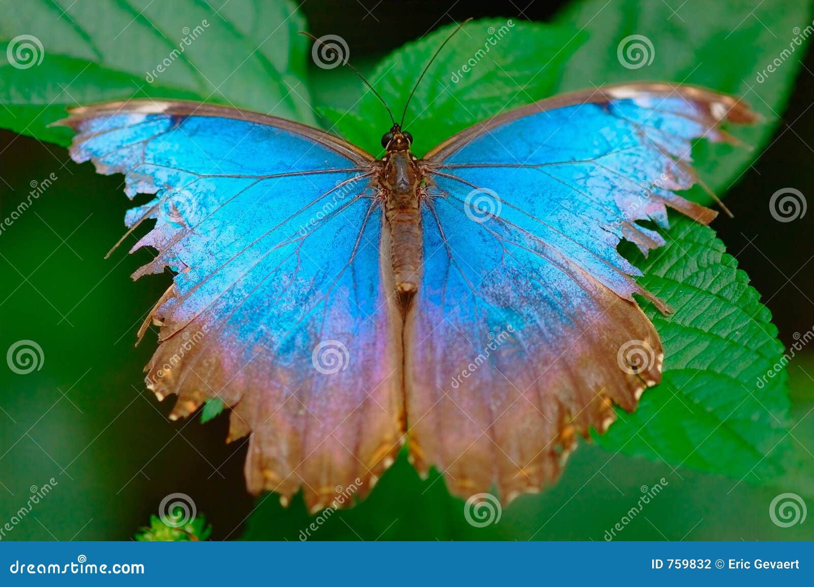 Turquoise on a leaf stock photo. Image of green, peace - 759832