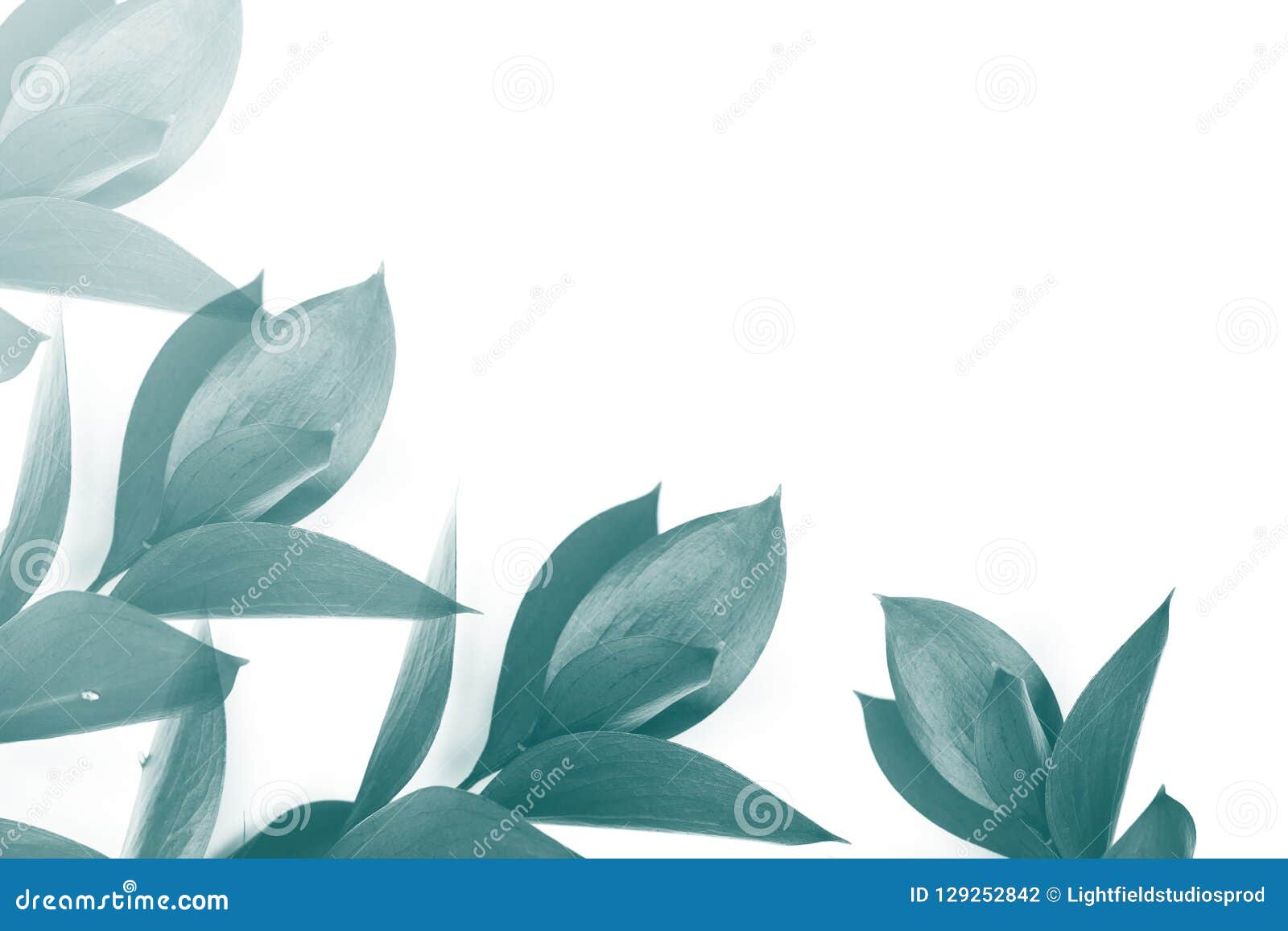 Turquoise Leaves on Twigs Isolated Stock Photo - Image of flora, nature ...