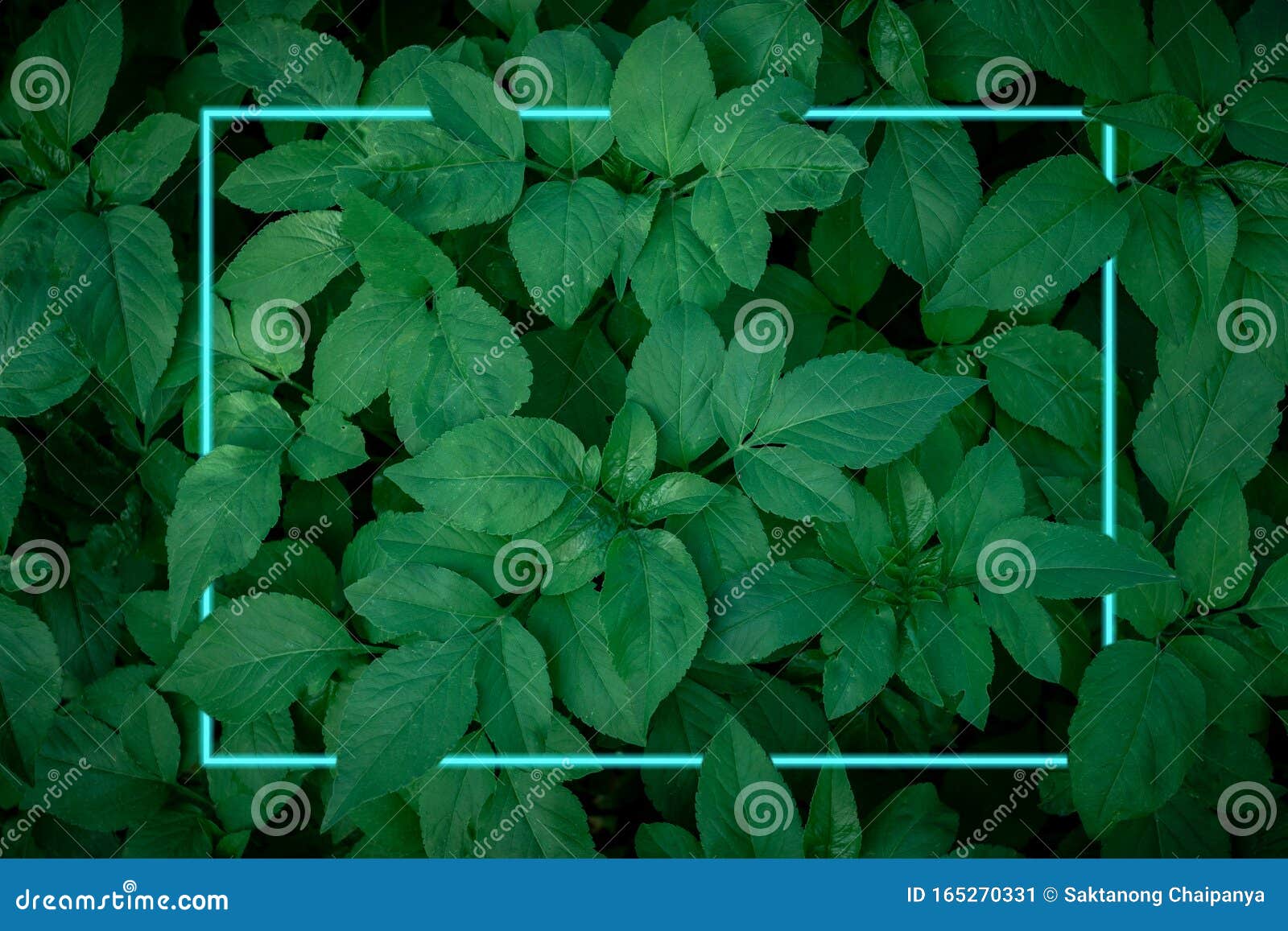 Turquoise Neon Light Lines in the Dark Green Leaves. Stock Image ...