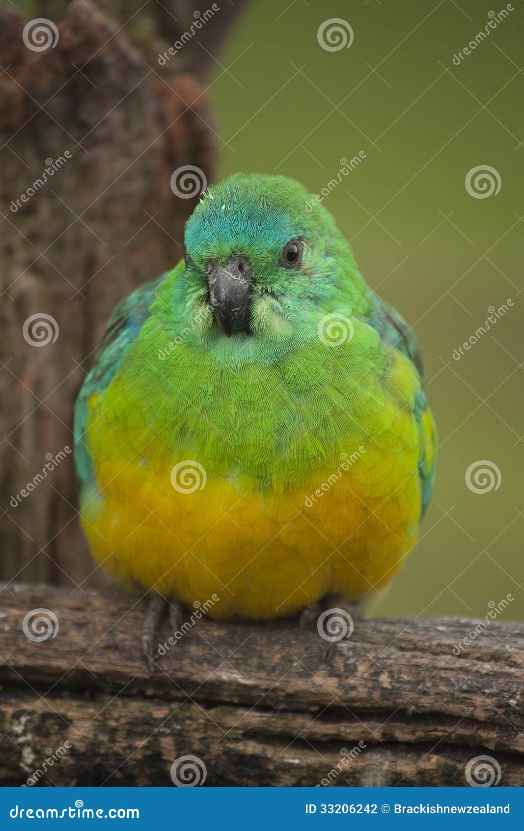Turquoise Parrot stock photo. Image of blue, portrait - 33206242