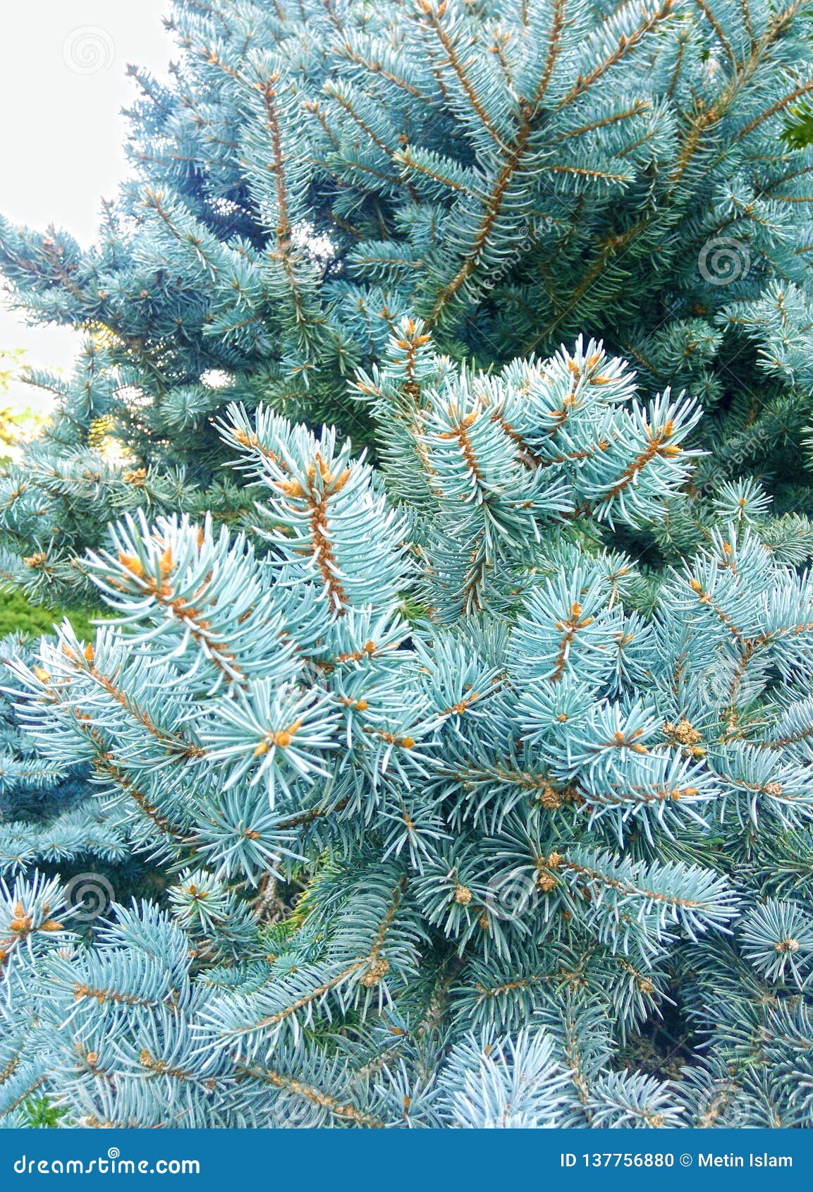 Turquoise Pine Tree Leaves Background Stock Photo - Image of christmas ...