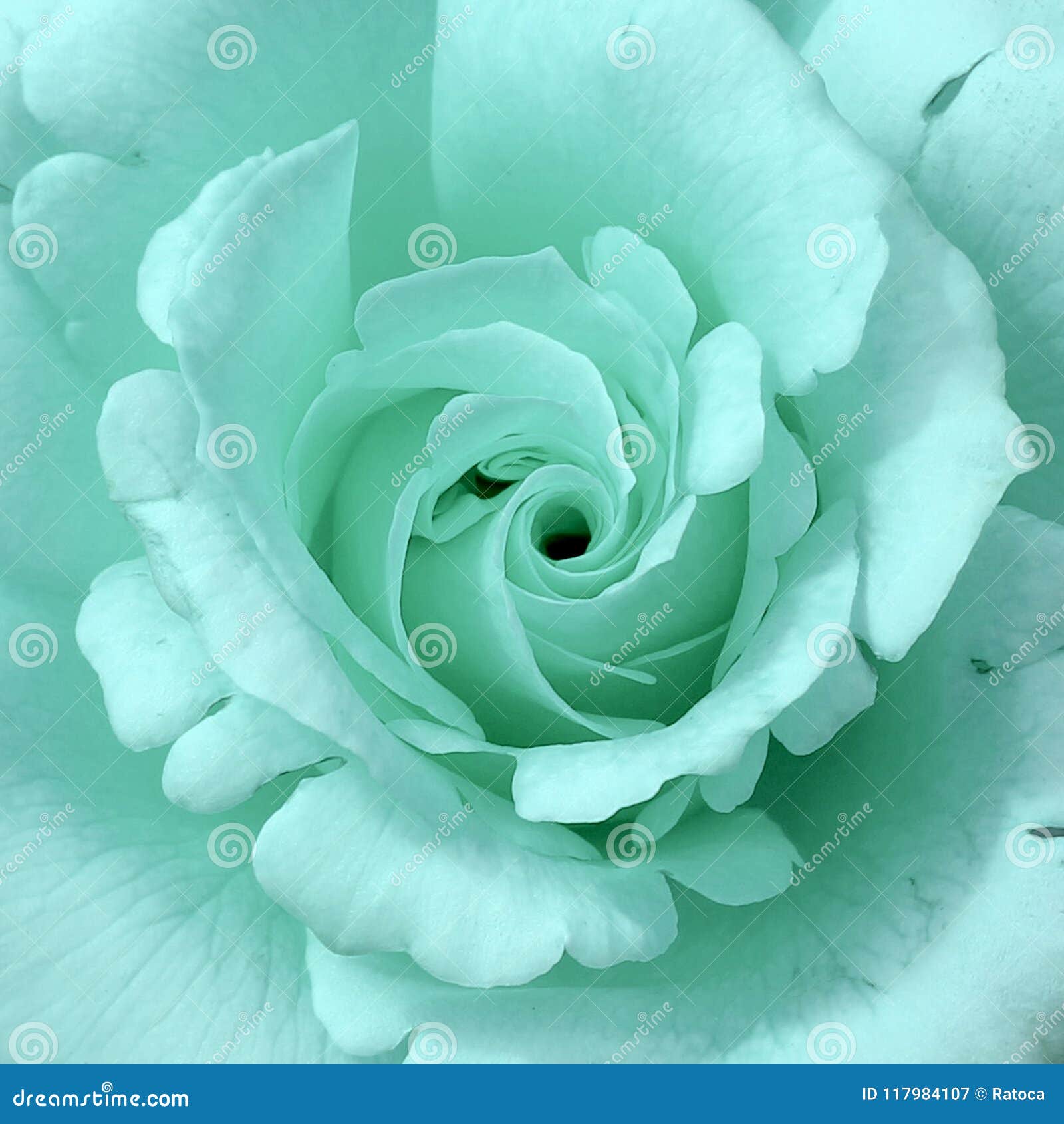 Turquoise rose stock image. Image of color, petal, spring - 117984107