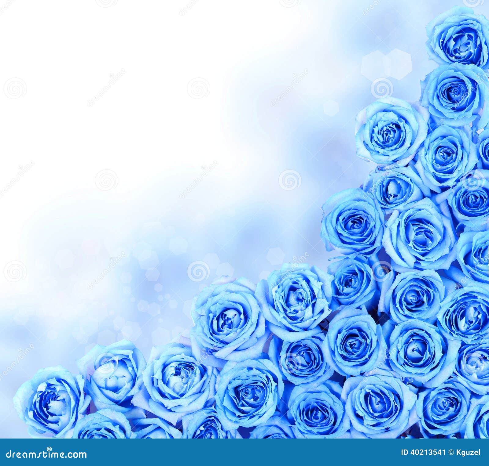 Turquoise Roses Over White. Border Stock Image - Image of blooming ...