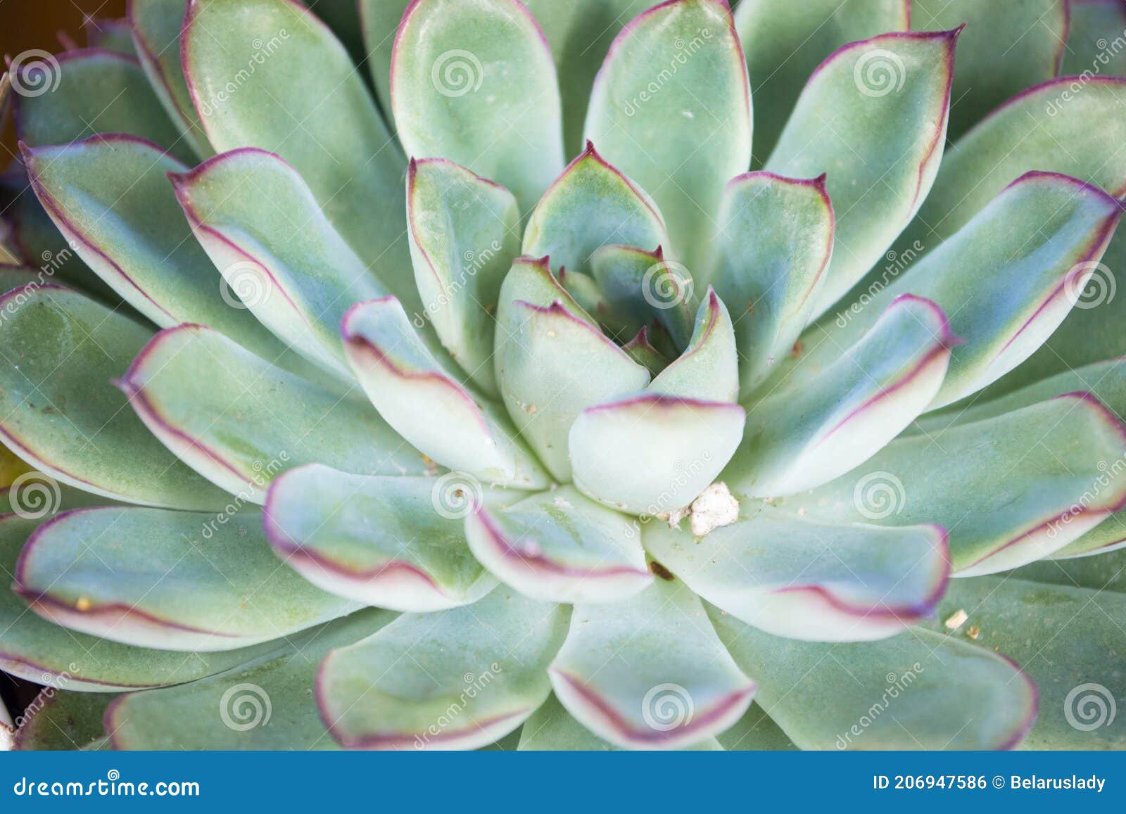 Turquoise Succulent of Echevery Close Up Texture Stock Photo - Image of ...
